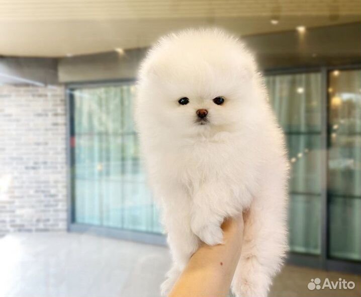 Крохи на ладохи шпицулята