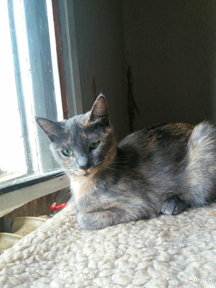 Кошка