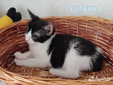 Котёнок Шанни ищет дом