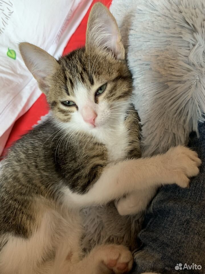 Самый лучший котёнок
