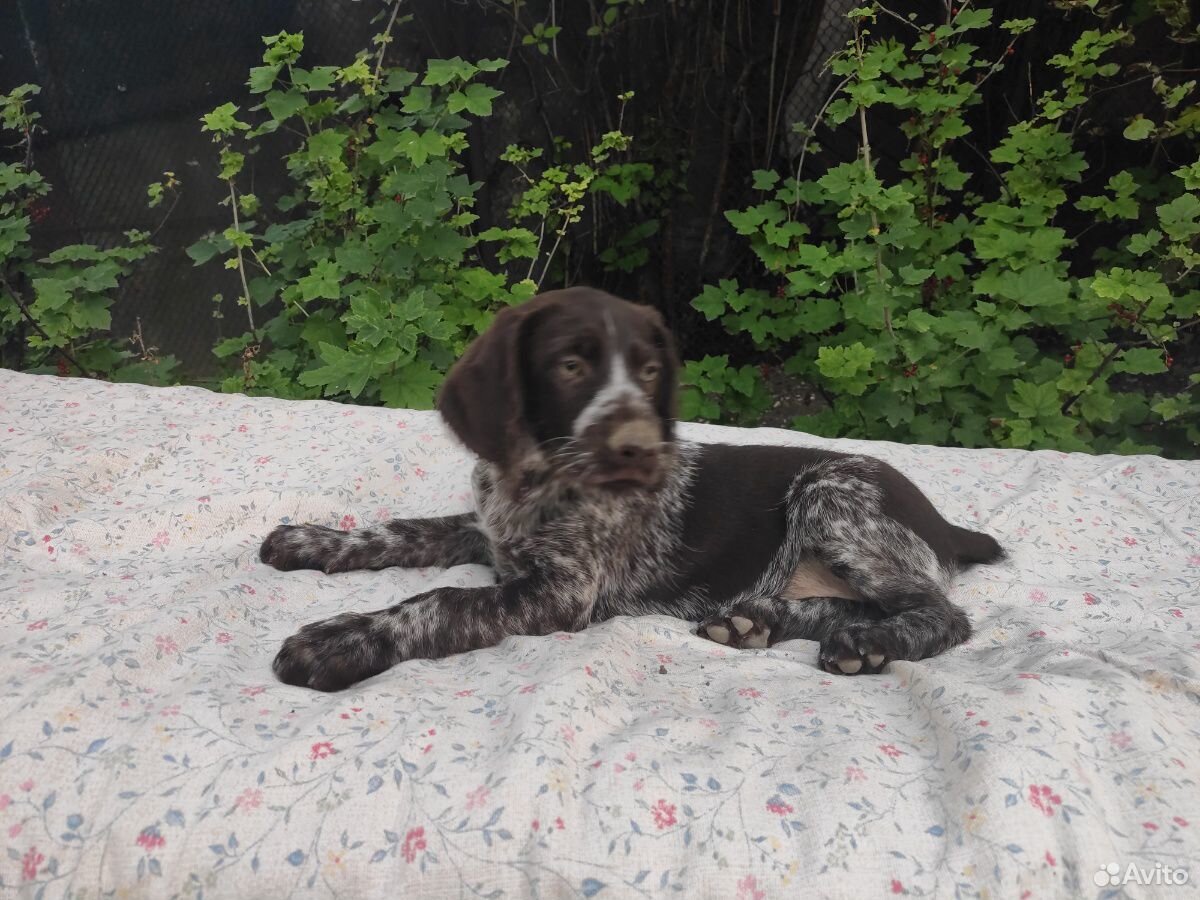 Щенок Драатхаа