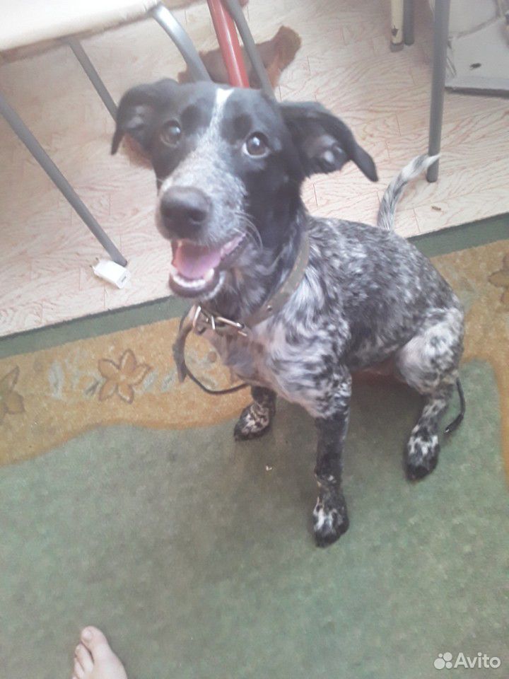 Собака 4 месяца пародистая