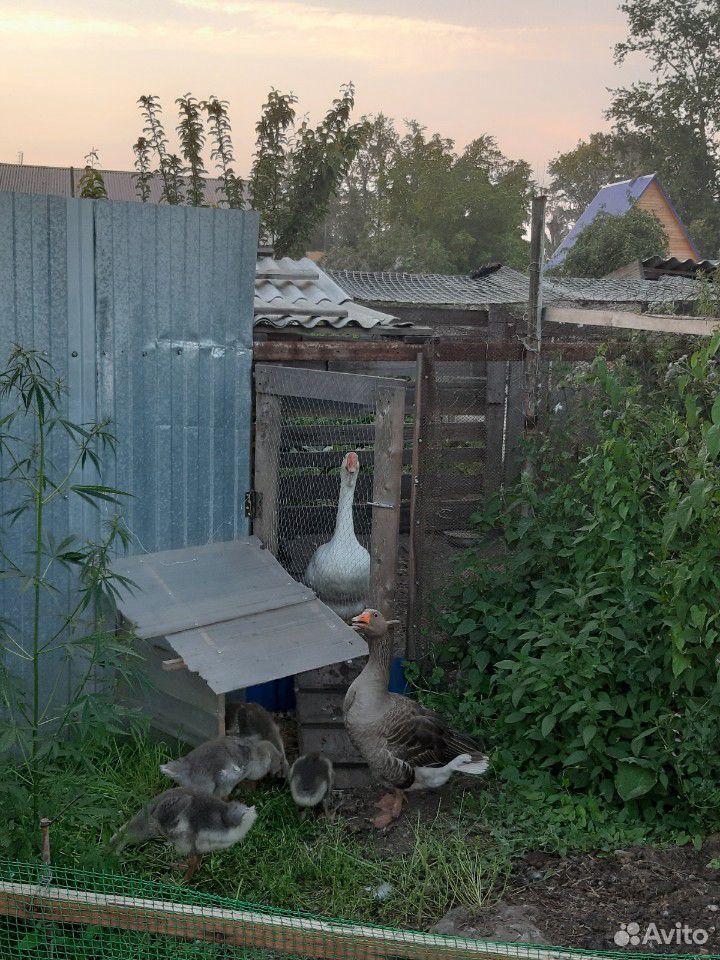 Холмогорские гусята