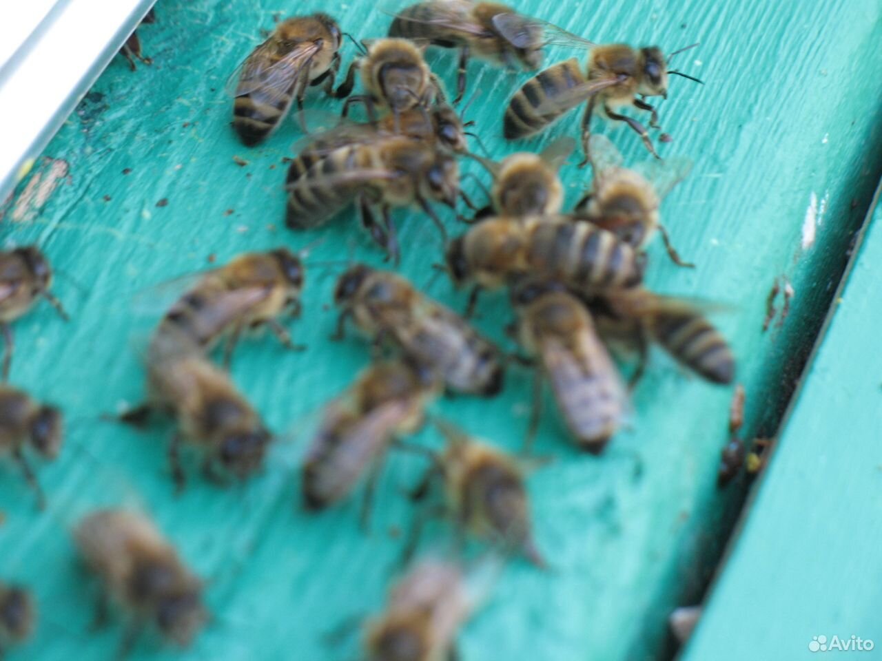 Продаю пчёл для апитерапии