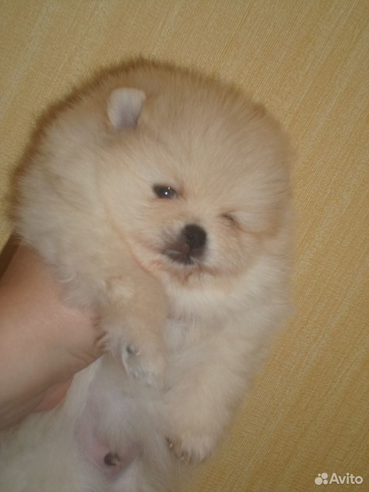 Красавчик пом крем