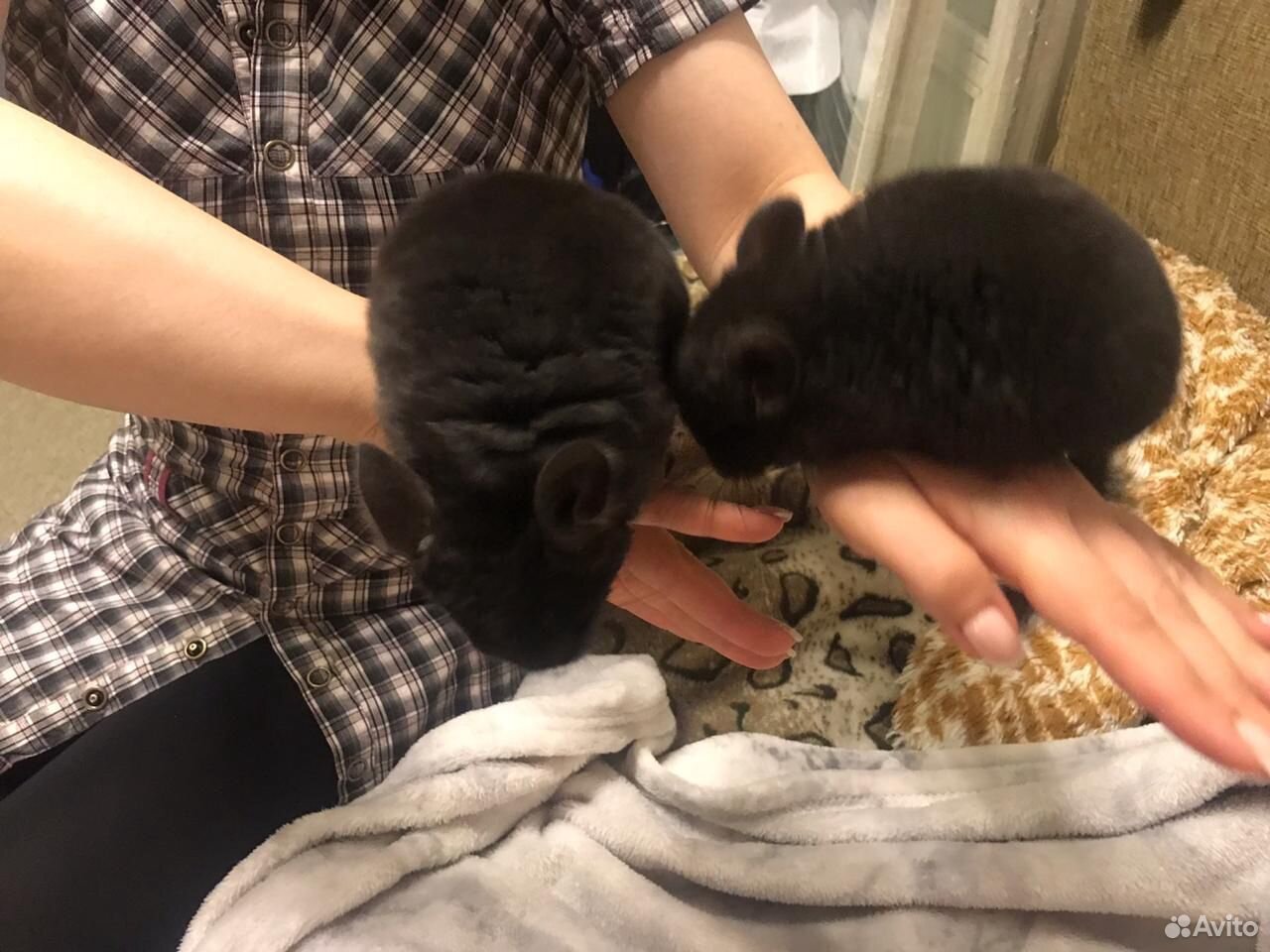 Шиншилла мальч/дев 2 мес