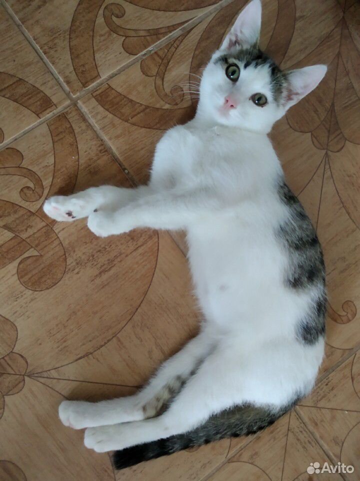 Котенок, 4-5 месяцев