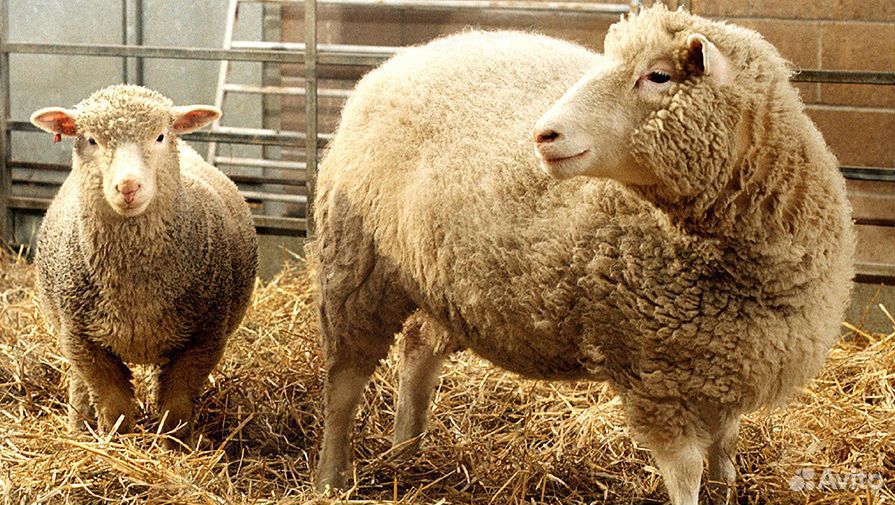 Бараны, Овечки