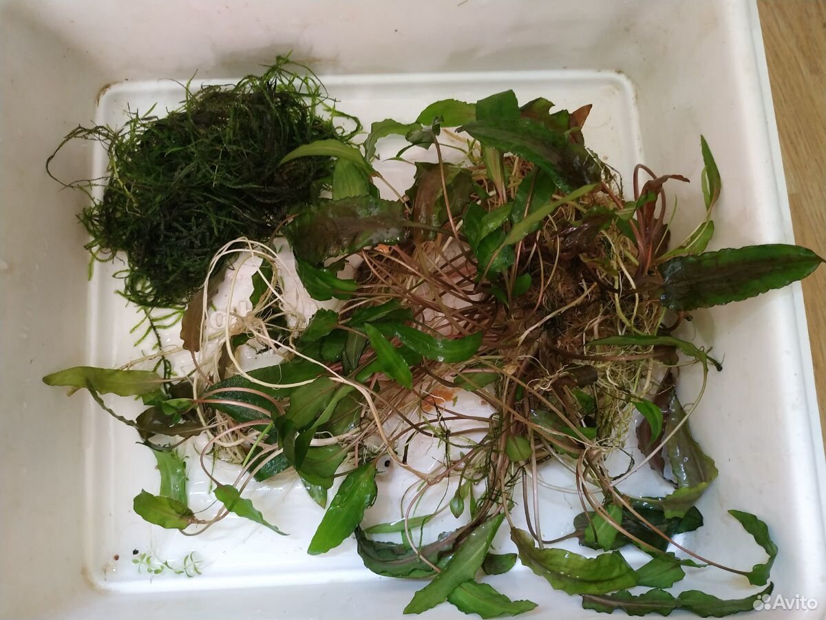 Набор растений: криптокарина вендта, мох