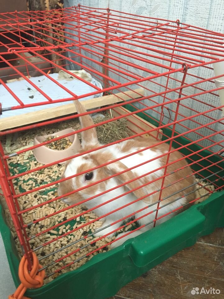 Кролик
