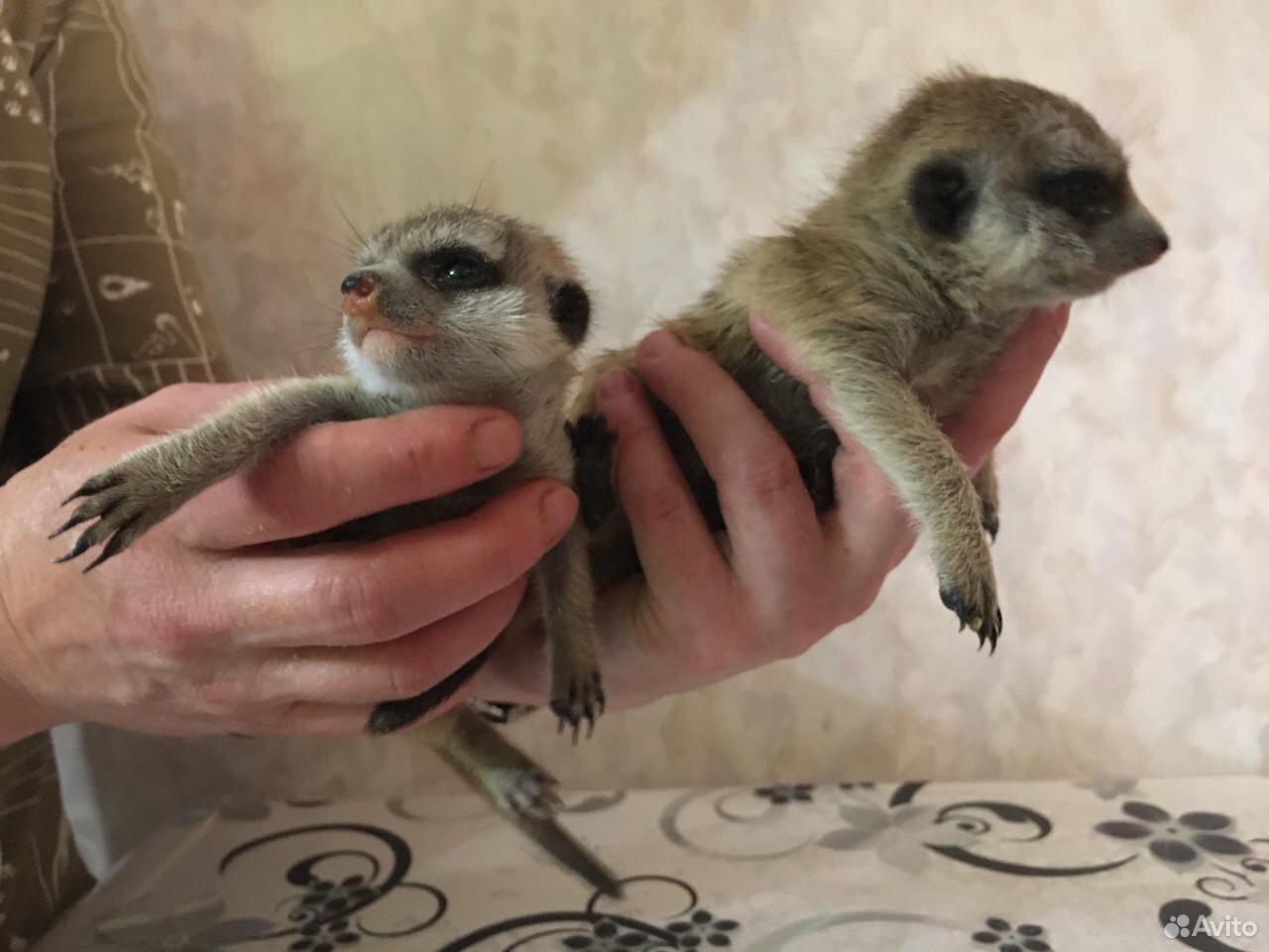 Щенки суриката