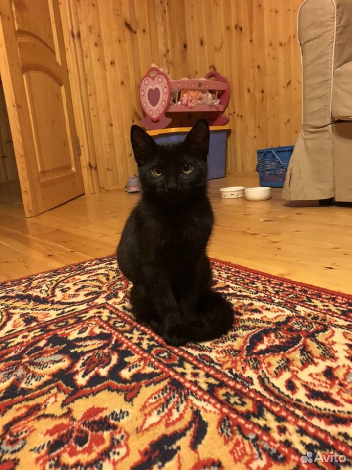 Трёхмесячный котёнок