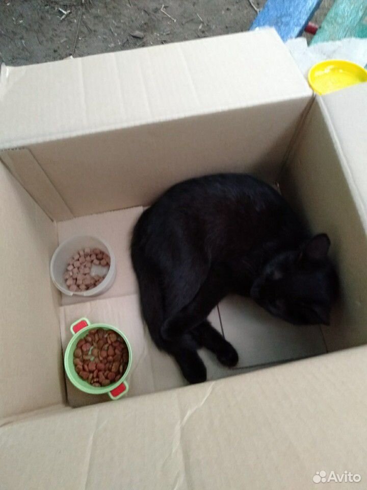 Отдам кошку