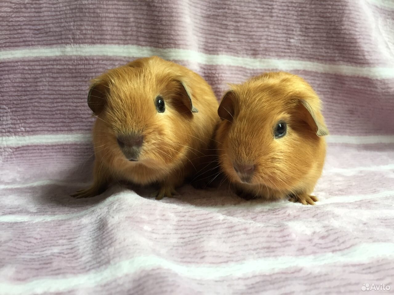 Морские свинки английский селф сатин мальчики