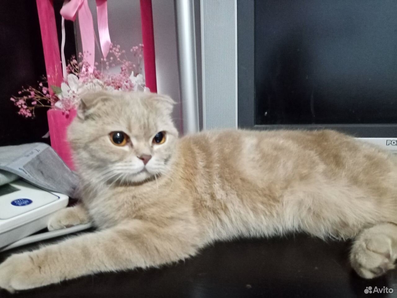 Шотландская вислоухая