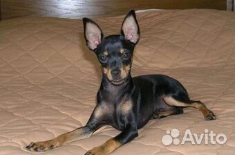 Щенки той терьер