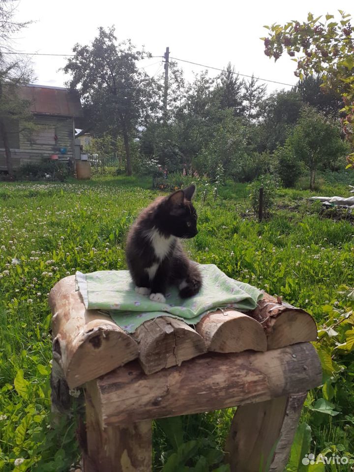 Кошка ищет друга