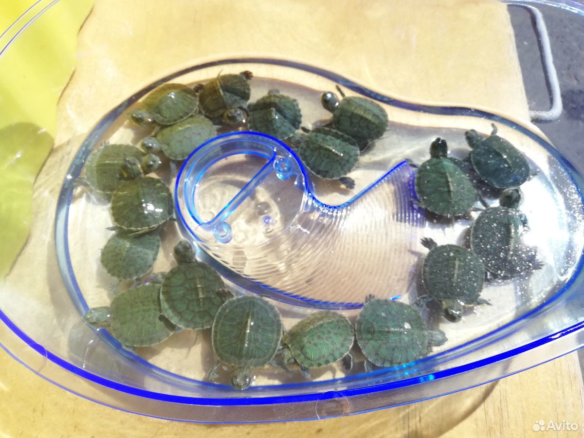 Черепашки красноухие