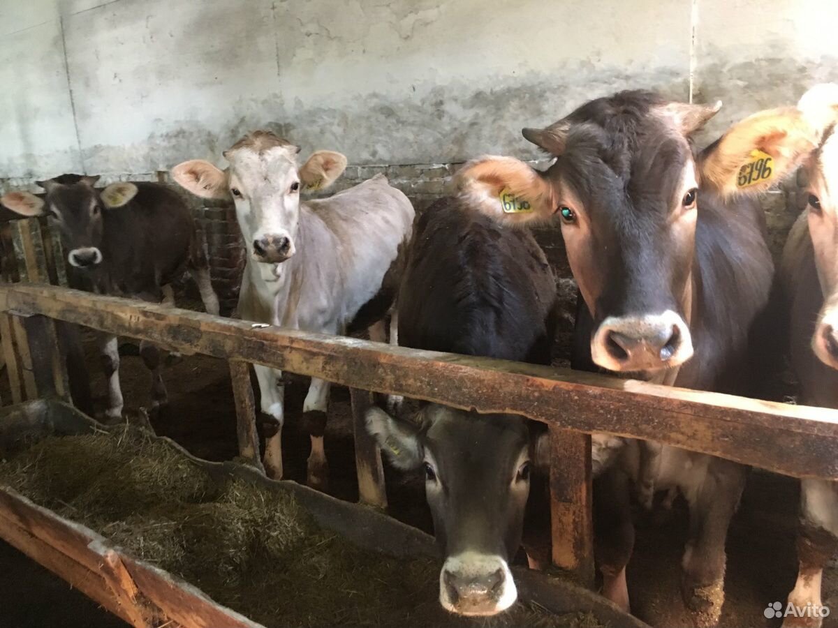 Племенные костромские