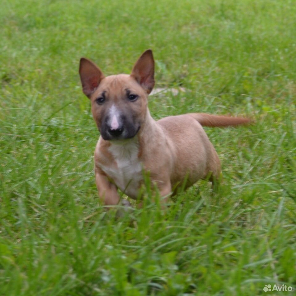 Супер мальчик минибультерьера