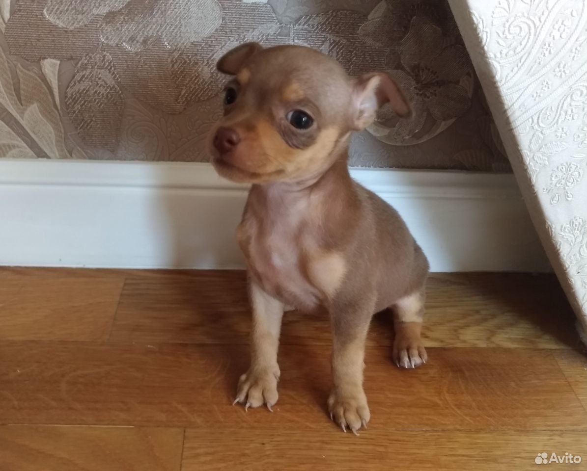 Той-терьер мини девочка и мальчик