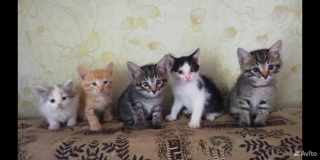 Котятки ищут дом