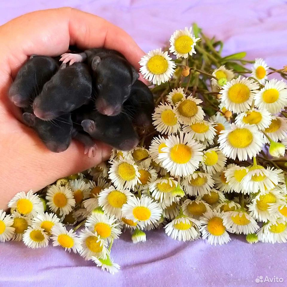 Крысята черныши
