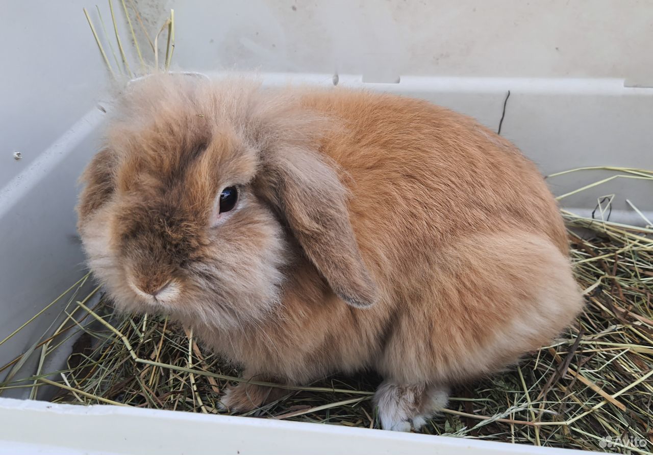 Кролик вислоухий с клеткой