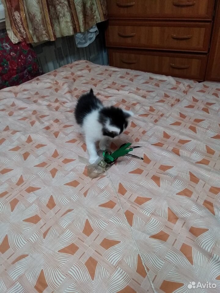 Отдам котёнка