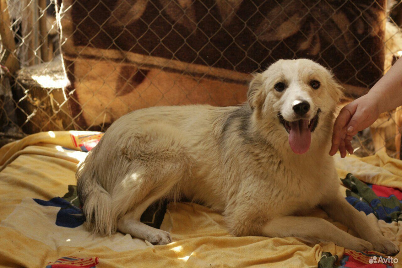 Ищет дом не крупная собачка Бэлла