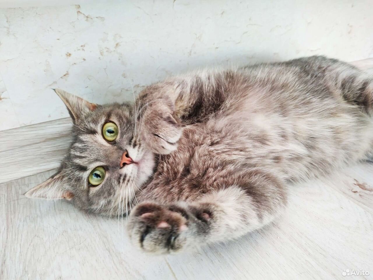 Киска в дар