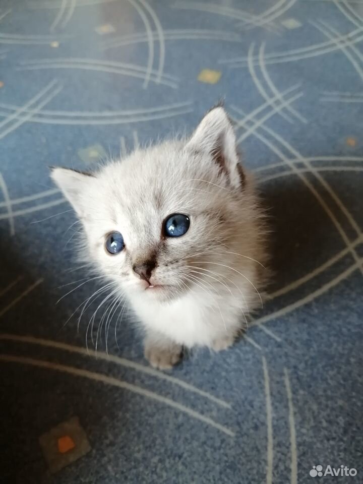 Кошечка