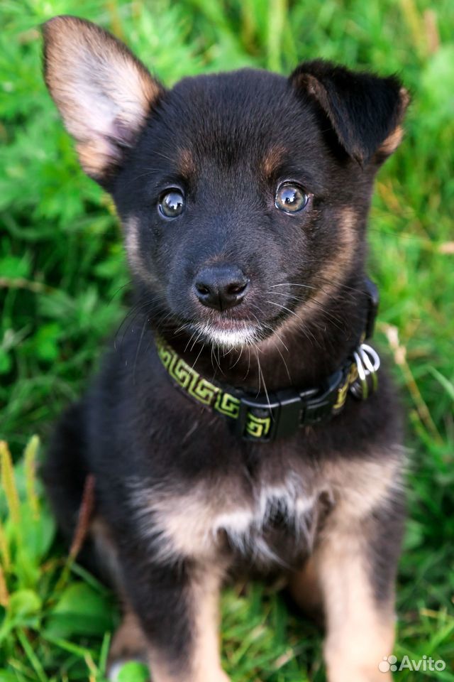 Арни ищет дом и семью