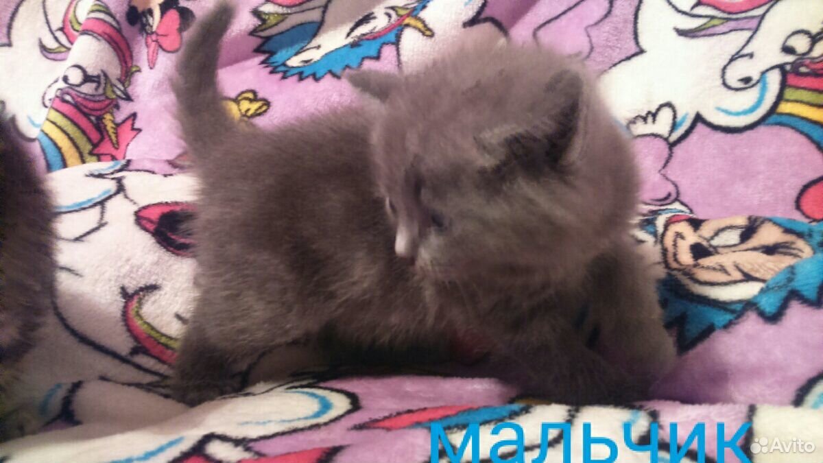 Котята британские