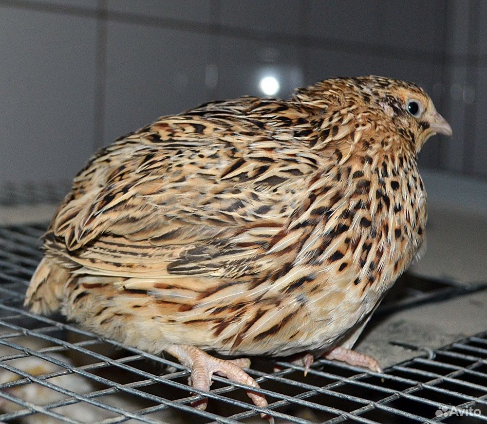 Перепела любой возраст