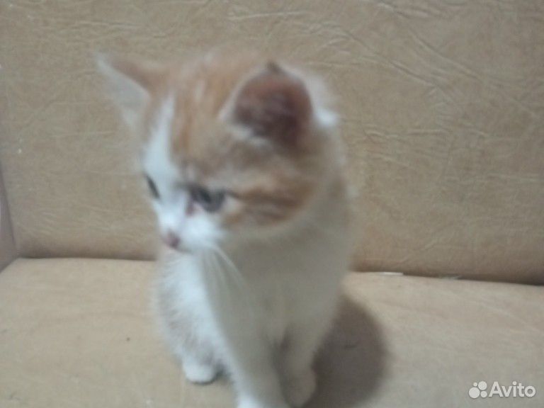 Котик подарочный