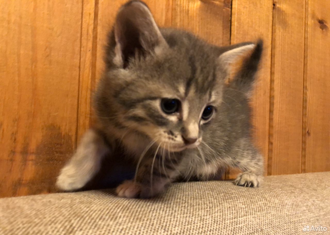 Кошечка-милашка