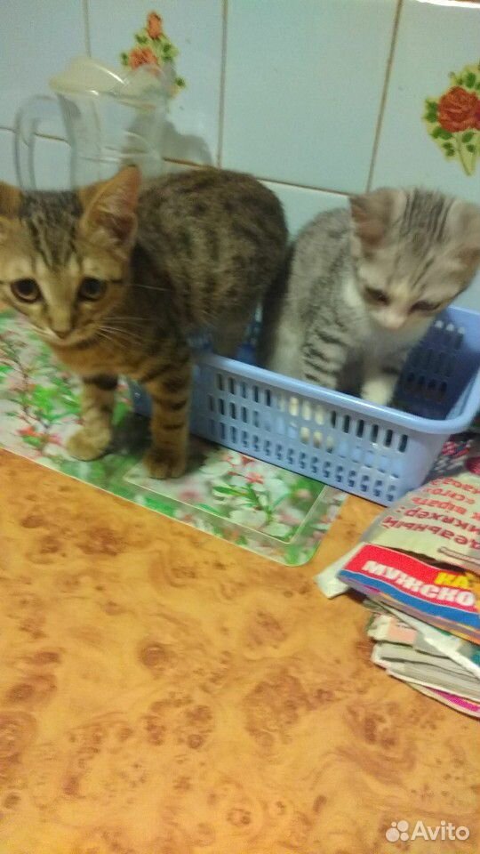 Котята в добрые руки