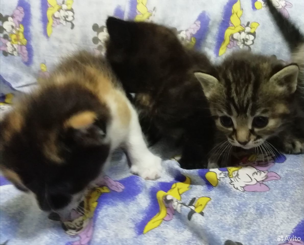 3 котёнка ищут свой новый дом
