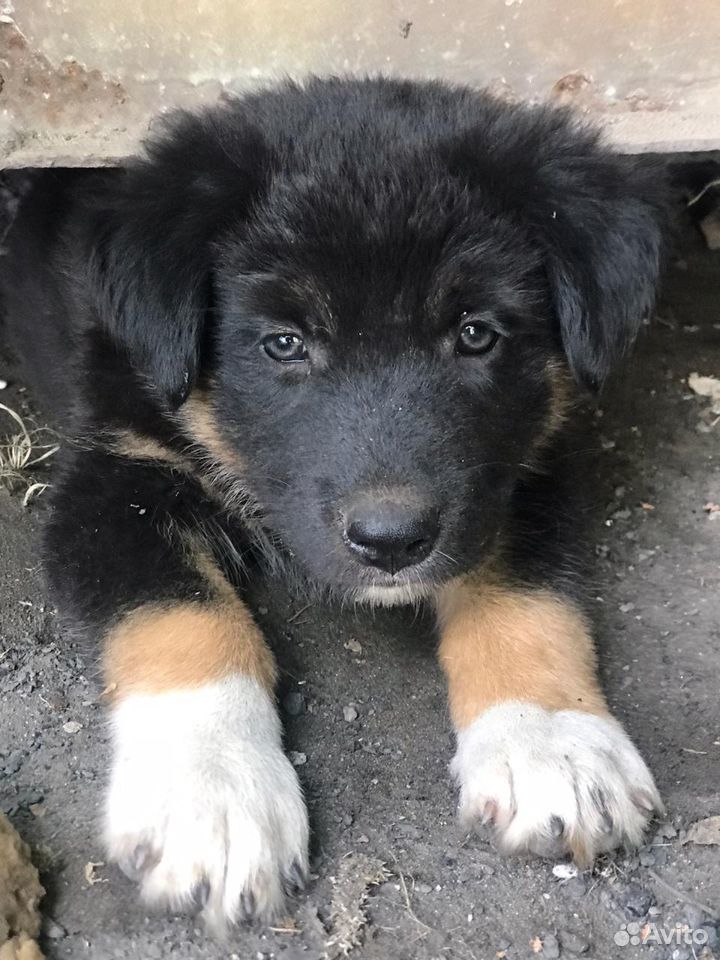 Помесь с хаски