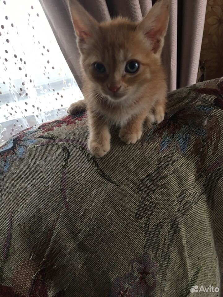 Рыжий котик