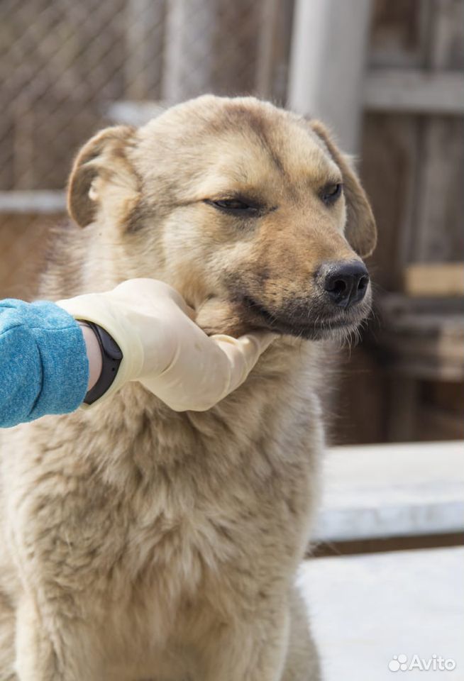 Собака кобель 1 год кастрирован