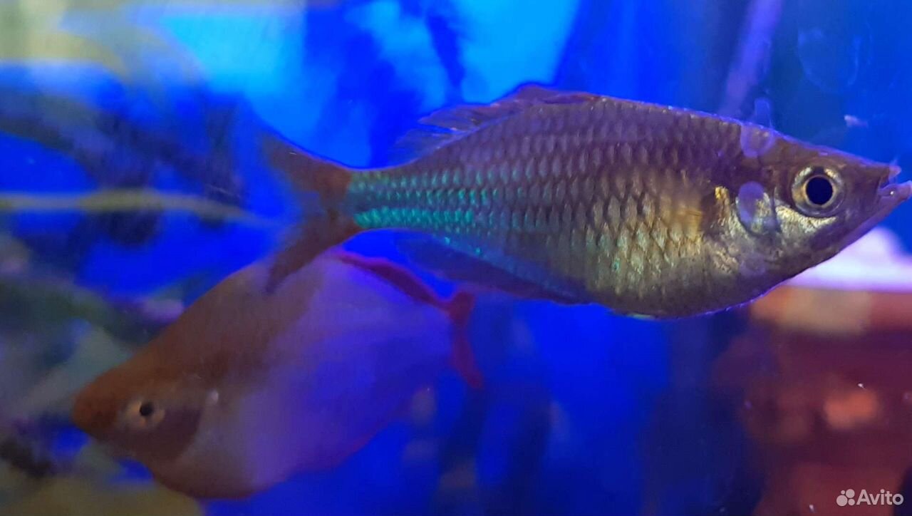 Аквариумные рыбки