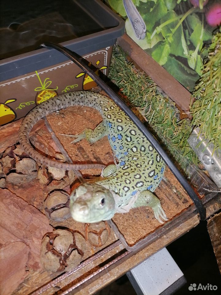 Ящерица жемчужная