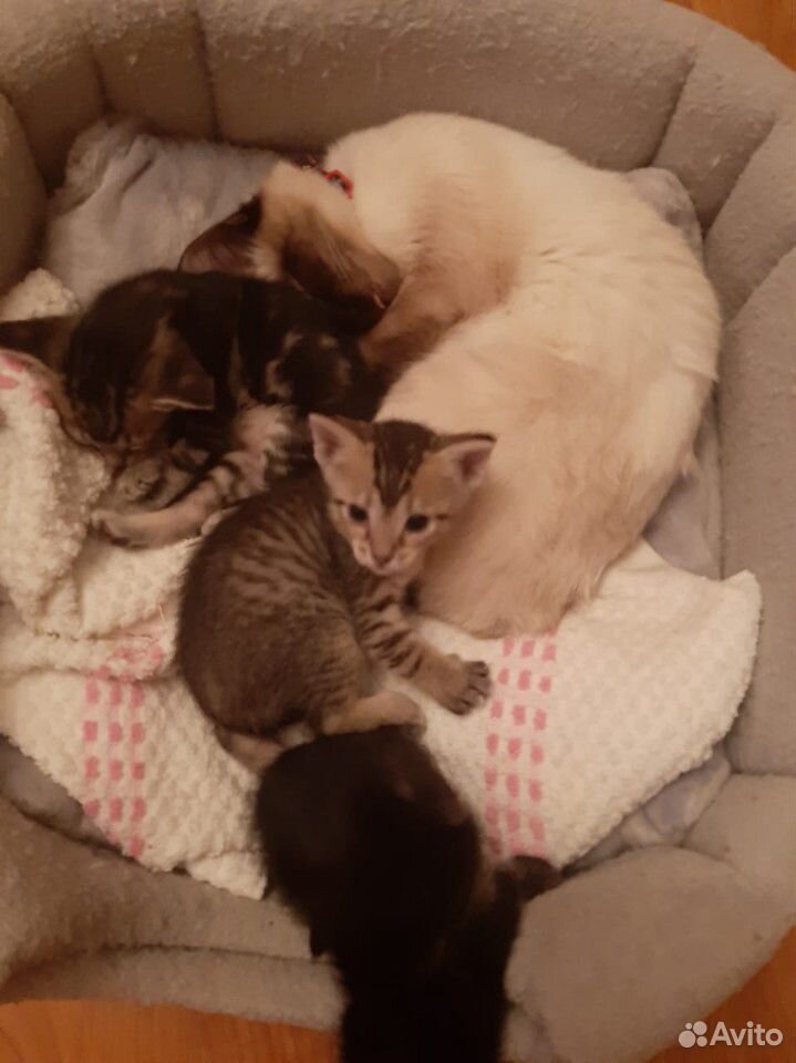 Котенок в хорошие руки