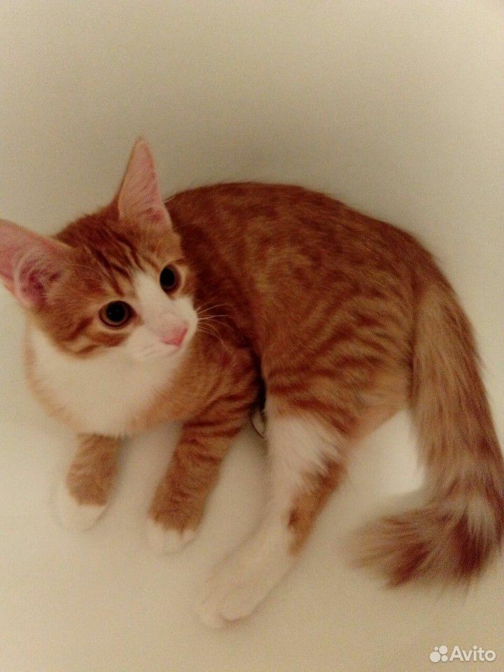Кошка