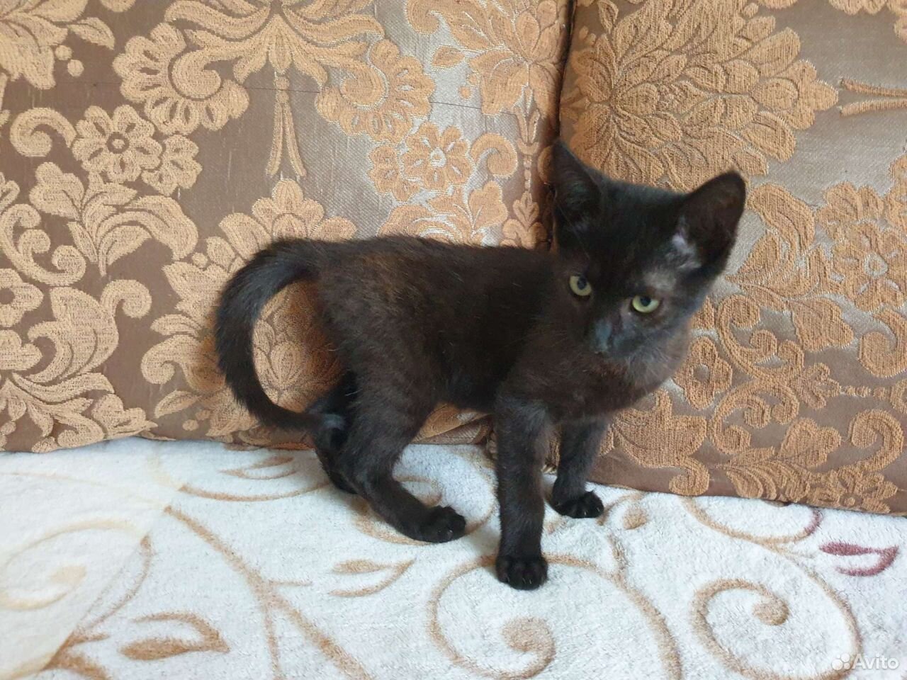 Котенок шоколад в добрые руки