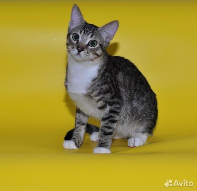 Рысёнок в добрые руки