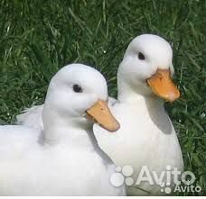 Утята кроссы- Агидель