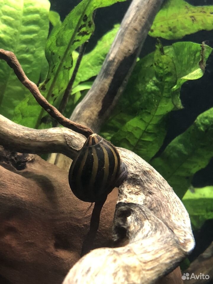 Улитка зебра (неретина)